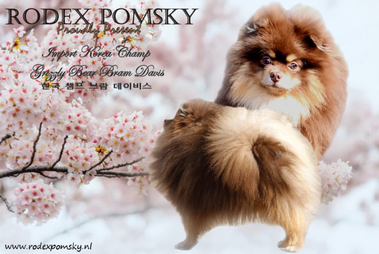 Grizzly Bear Bram Davis – Rodex Pomsky Nederland